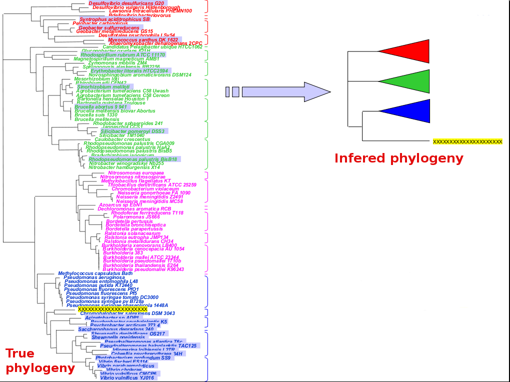 Frequently Asked Questions - Metagenes
